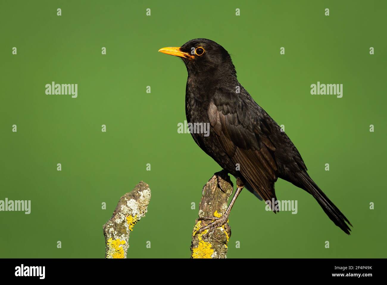 Blackbird in garden habitat hi-res stock photography and images - Alamy