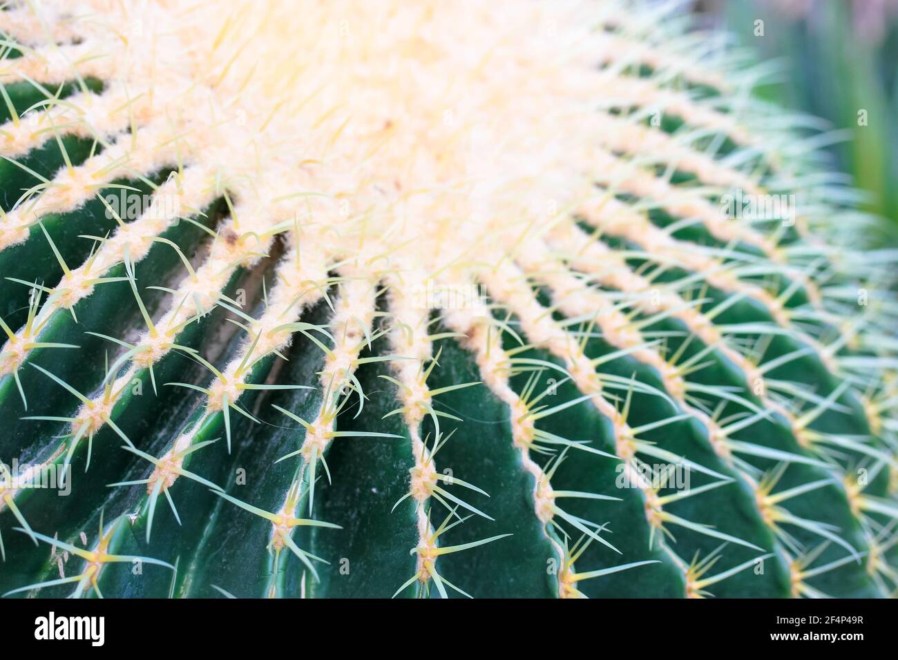 Golden barrel cactus or Echinocactus grusonii top view. Succulent plant ...