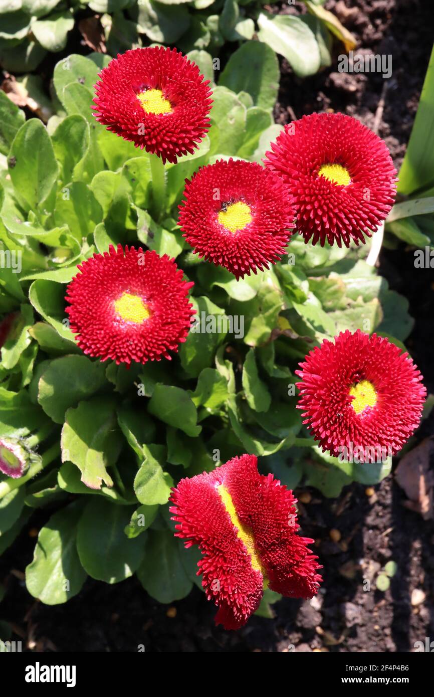 Bellis perennis 'Bellissima Red' red Bellis – red flowers with tightly ...