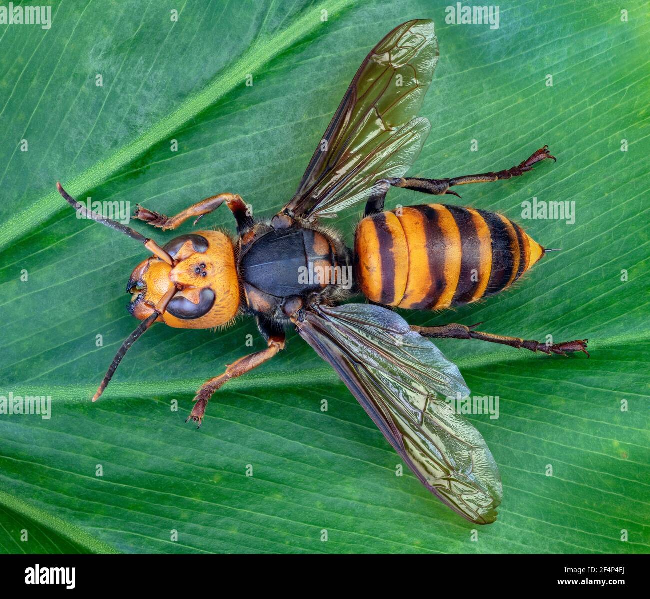 Asian Giant Hornet, Japanese giant hornet, also Murder Hornet (Vespa ...