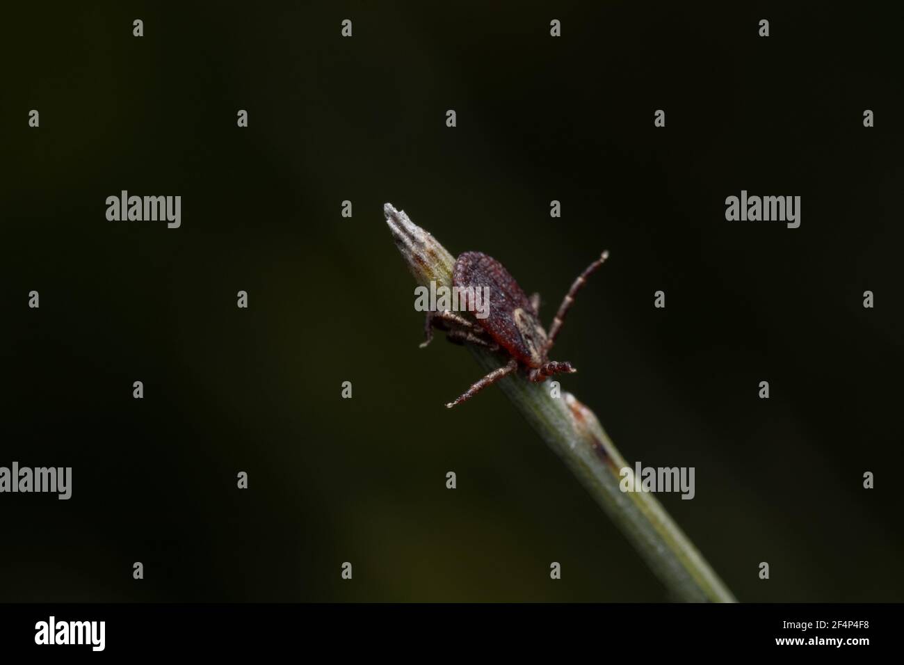 Macro closeup of a mite on a flower stem Stock Photo - Alamy