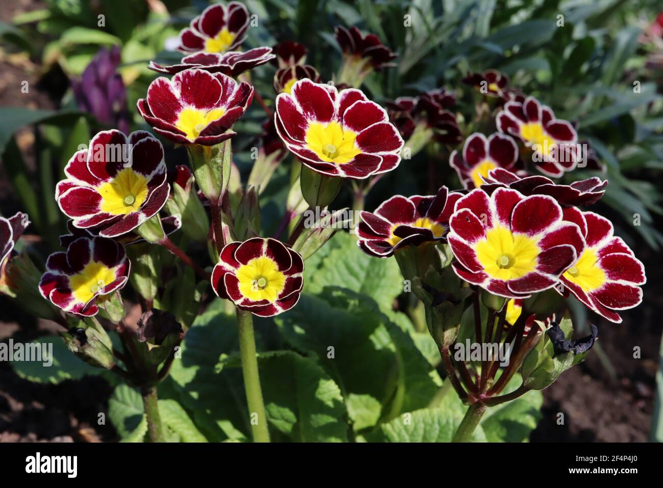 Primula polyanthus ‘Silver Lace Dark Red’ Primrose Victoriana Silver ...