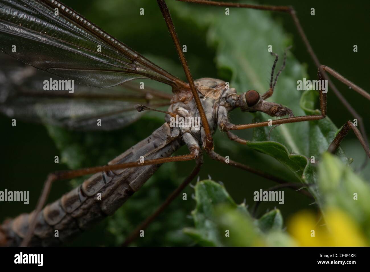 Macro closeup shot of a Longleg insect Stock Photo - Alamy