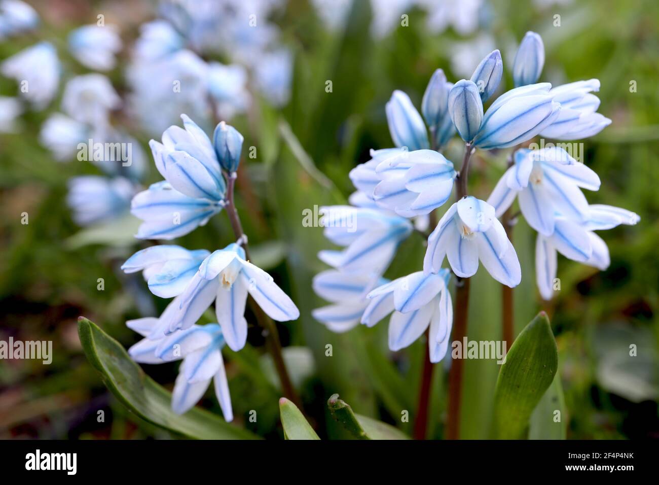 Misczenko squill tubergeniana hi-res stock photography and images - Alamy