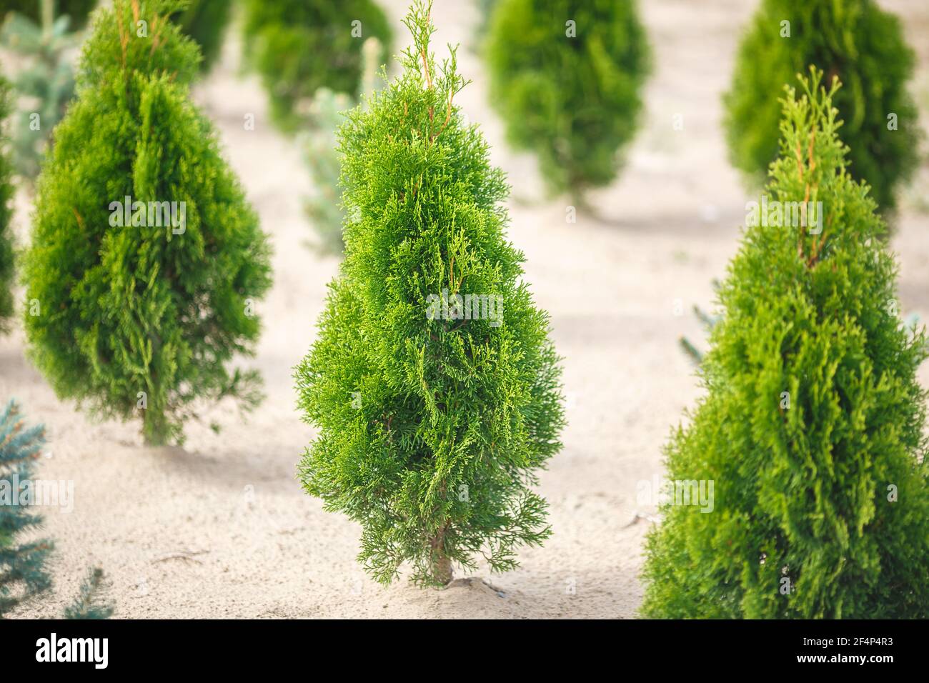 rows of young conifers in greenhouse with a lot of plants on plantation ...