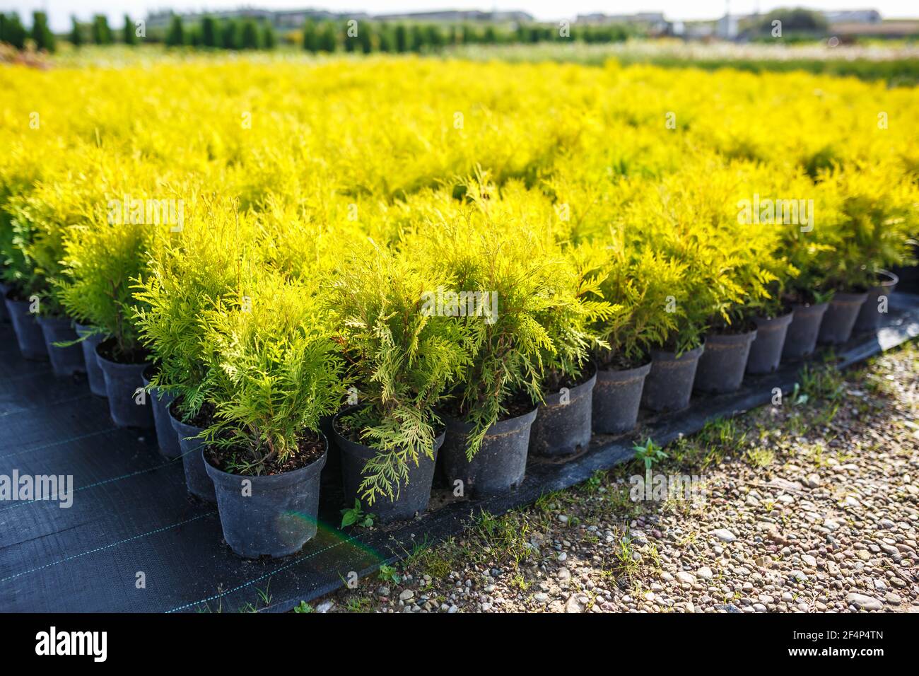 rows of young conifers in greenhouse with a lot of plants on plantation ...