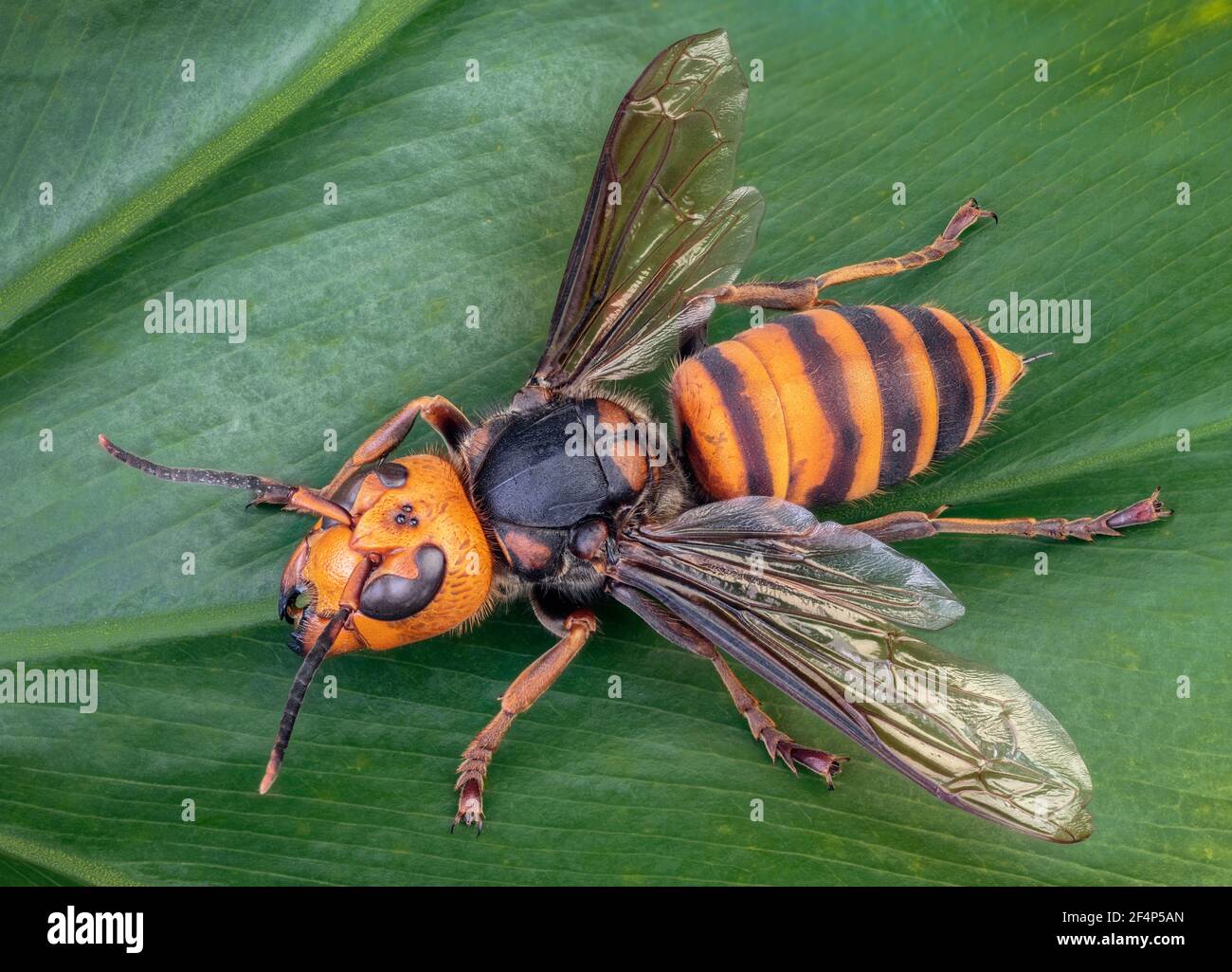 Asian Giant Hornet, Japanese giant hornet, also Murder Hornet (Vespa ...