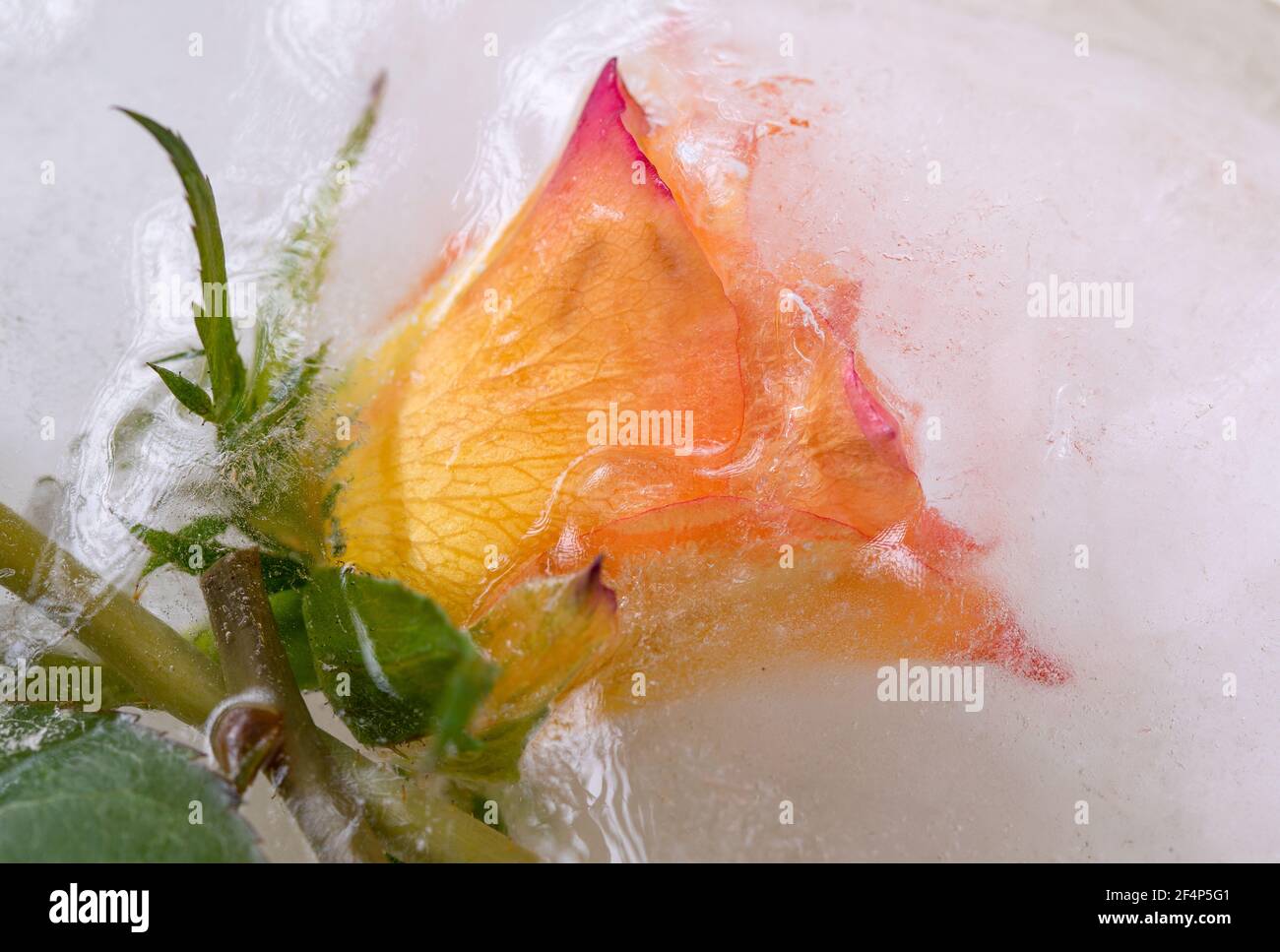 Colourful rose flowers frozen in ice, a symbol of the slow unfreezing ...