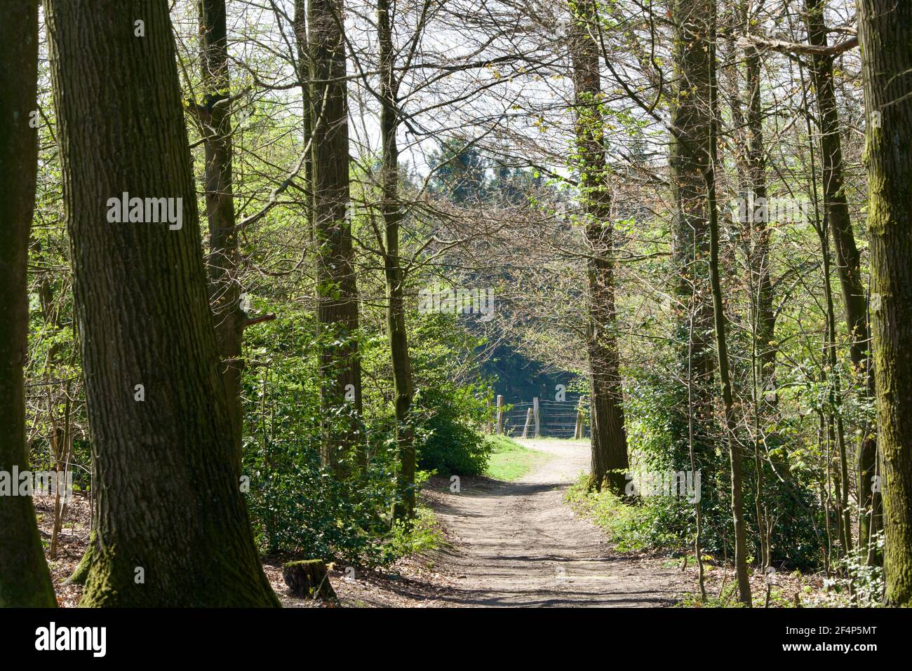 Forest track in the sunshine Stock Photo - Alamy