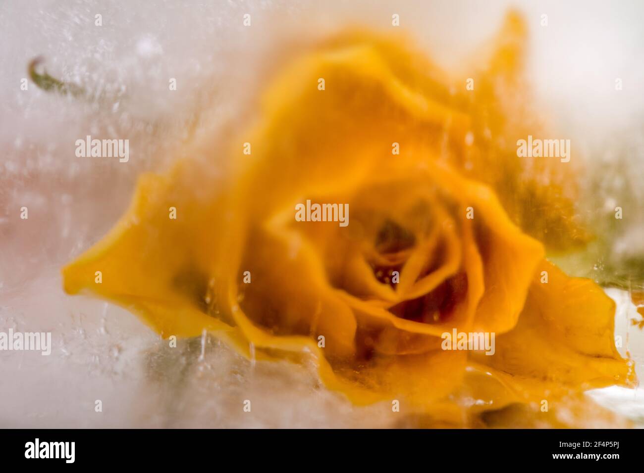 Colourful rose flowers frozen in ice, a symbol of the slow unfreezing ...