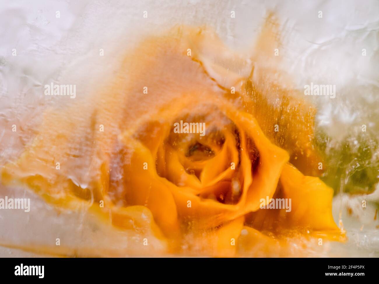 Colourful rose flowers frozen in ice, a symbol of the slow unfreezing ...