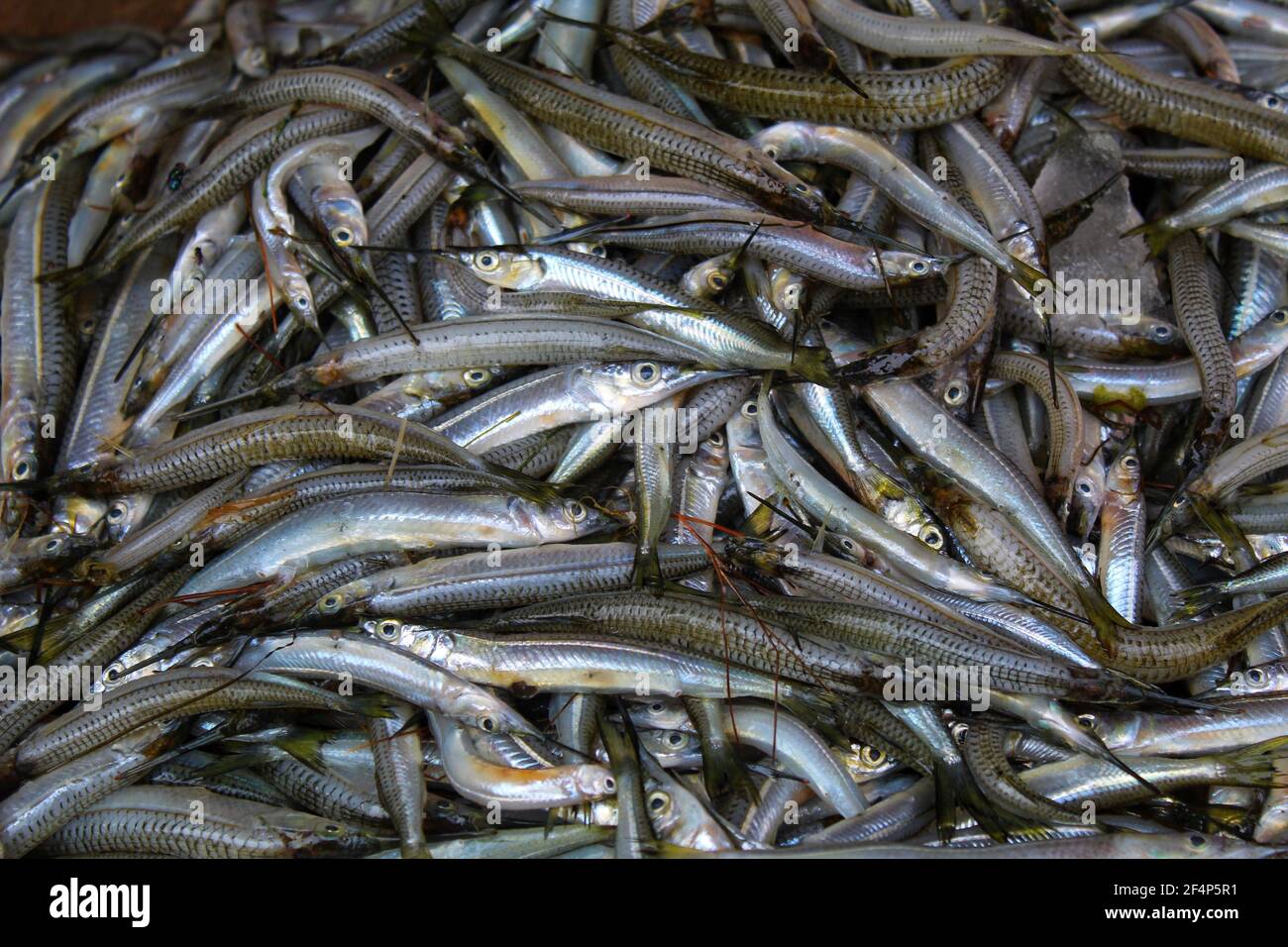 freshly harvested half beak spipe fish in hand Stock Photo - Alamy