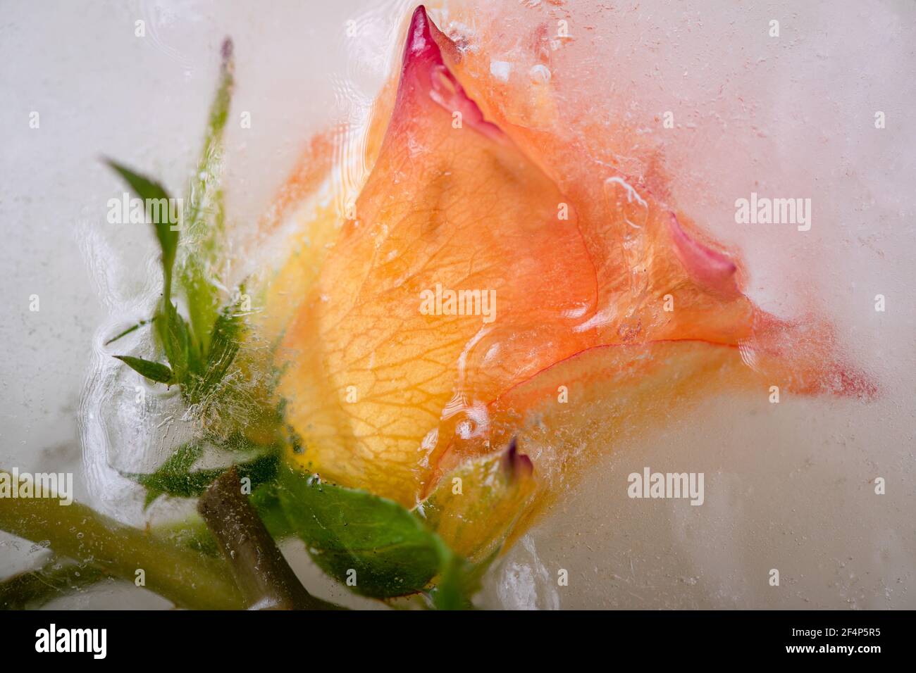 Colourful rose flowers frozen in ice, a symbol of the slow unfreezing ...
