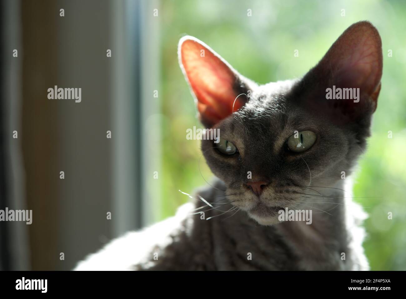 Small kitten devon rex breed hi-res stock photography and images - Alamy