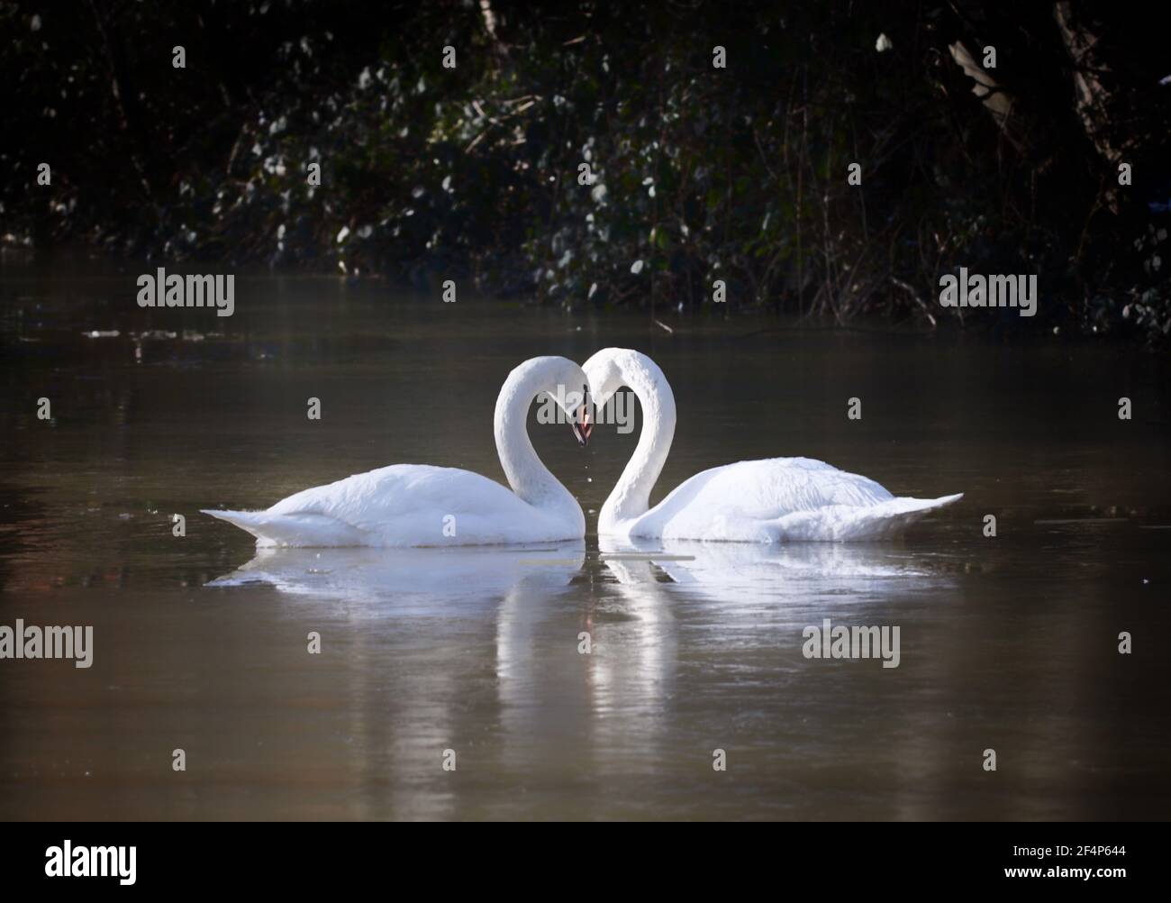 Swan heart hi-res stock photography and images - Alamy
