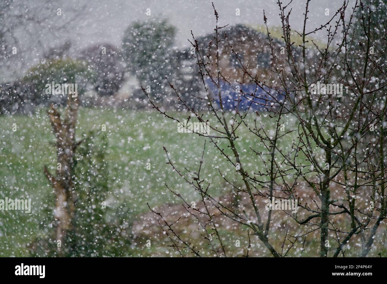 Ice sakura tree hi-res stock photography and images - Alamy