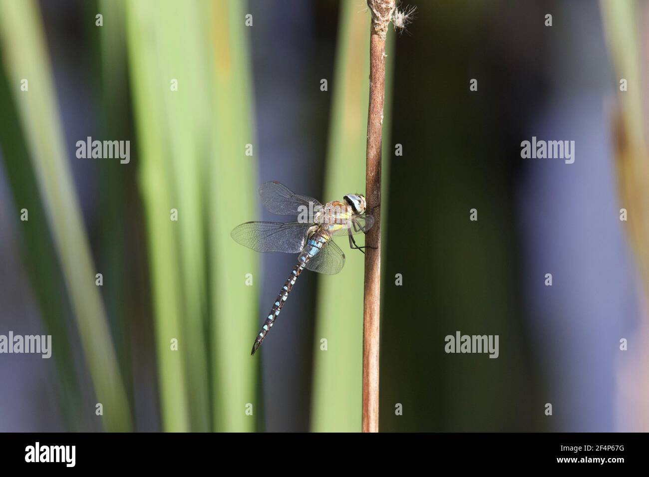 Helicopter insects hi-res stock photography and images - Alamy