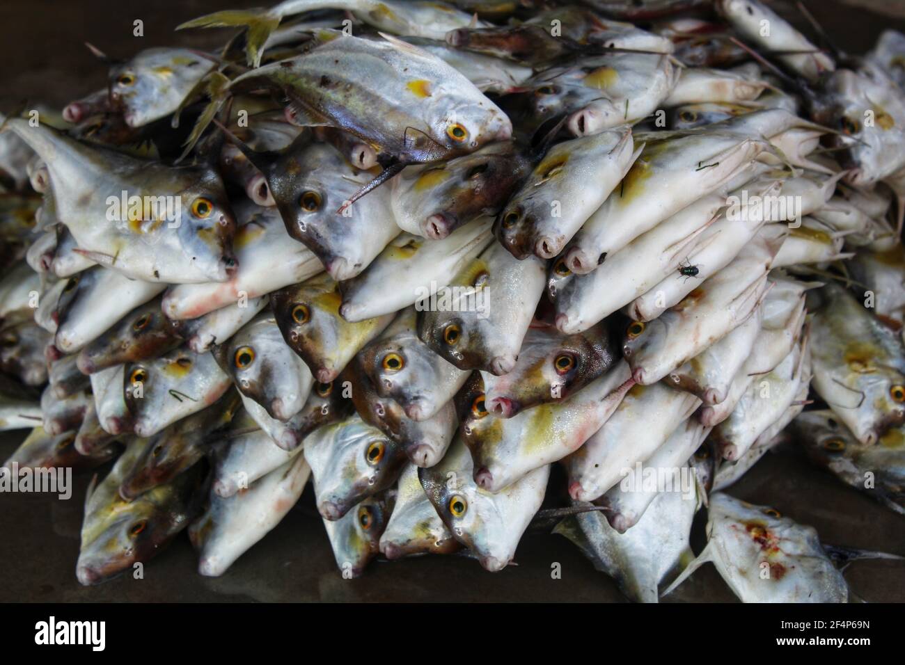 Huge catch of freshly harvested tripod fish sale in indian fish market ...