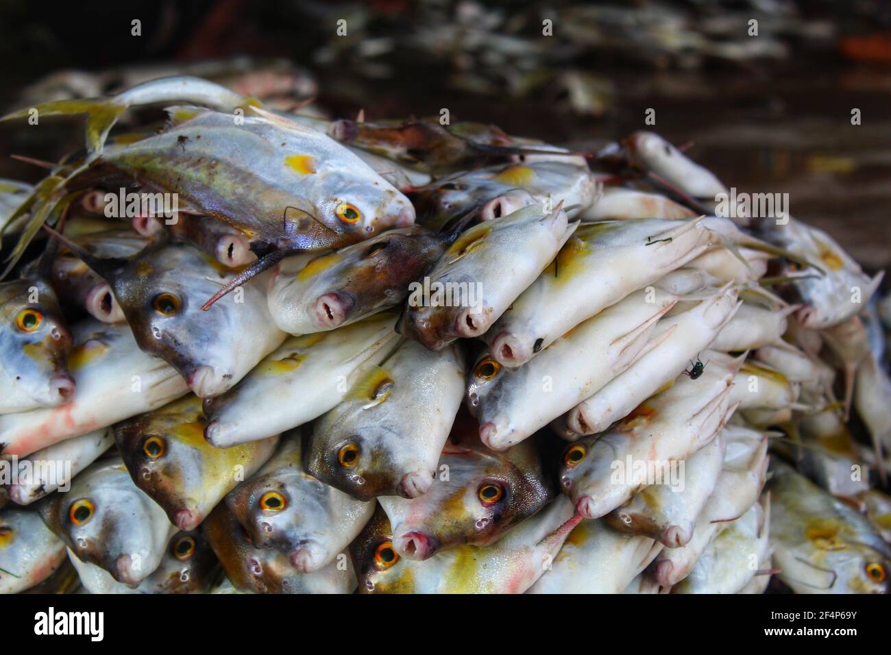 Huge catch of freshly harvested tripod fish sale in indian fish market ...
