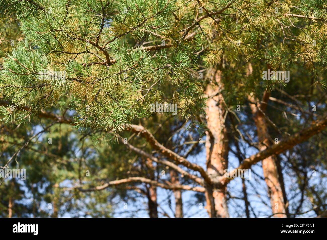 Sunlit pine trees. Summer forest landscape horizontal Stock Photo - Alamy