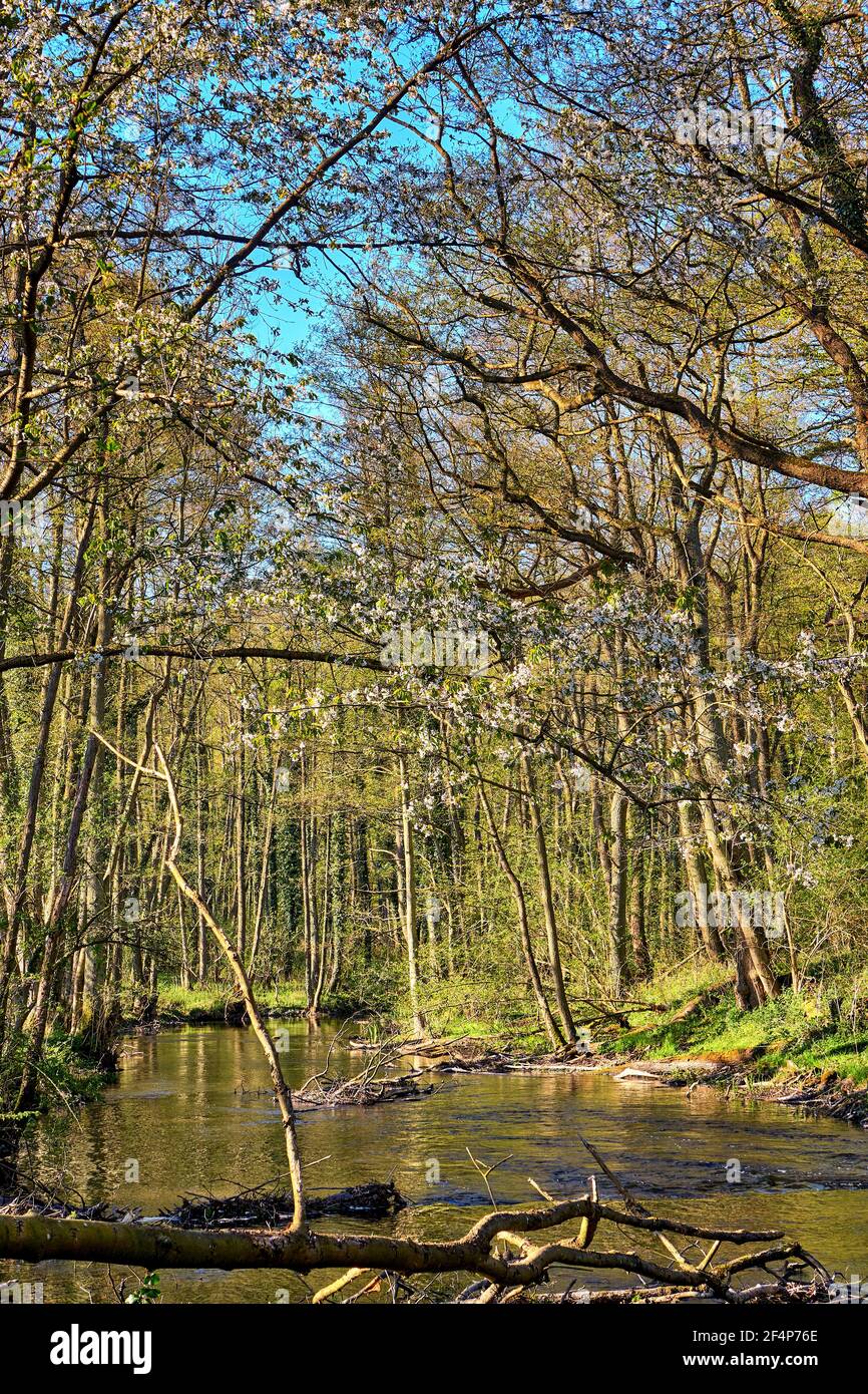 Fallen tree in a river by the forest Stock Photo - Alamy