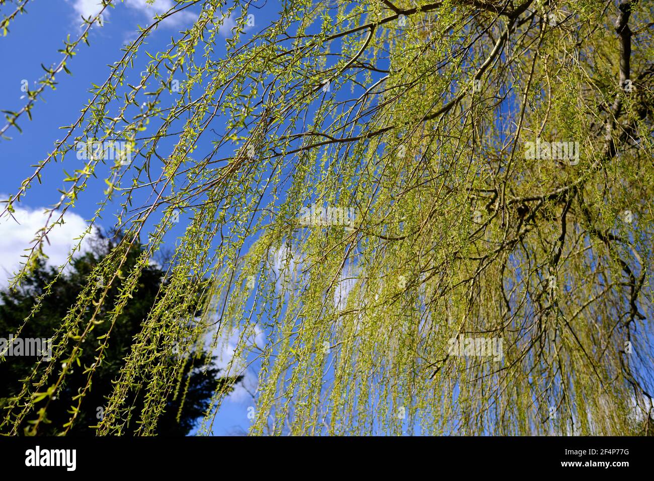 Low angle view of fresh green weeping willow (Salix babylonica) with ...