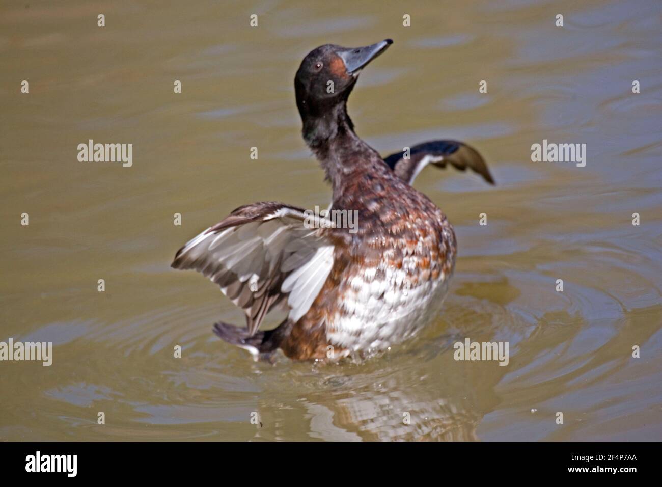A Female Baer's Pochard, Aythya baeri wingstand Stock Photo - Alamy