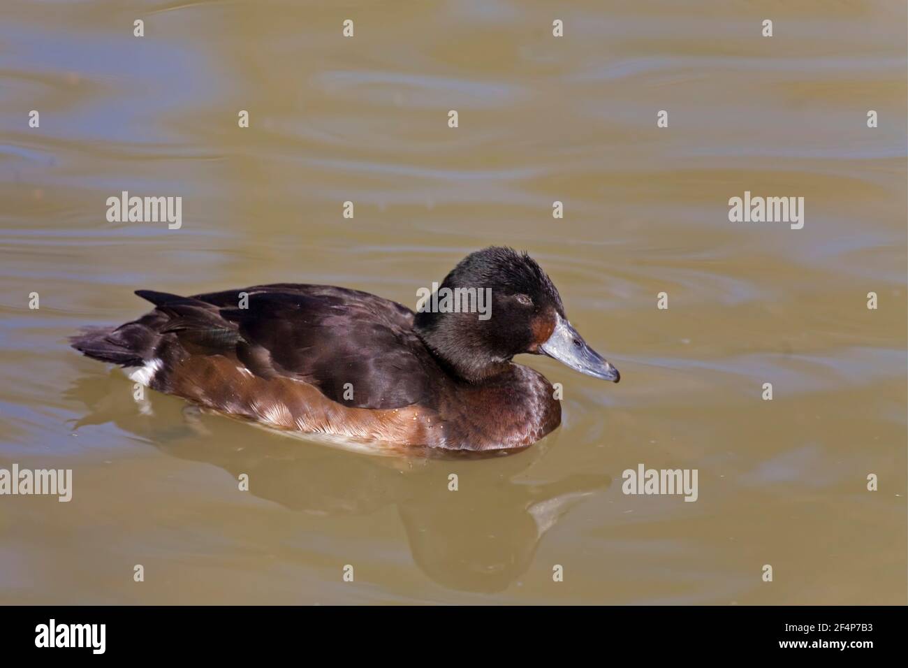 A Female Baer's Pochard, Aythya baeri Stock Photo - Alamy