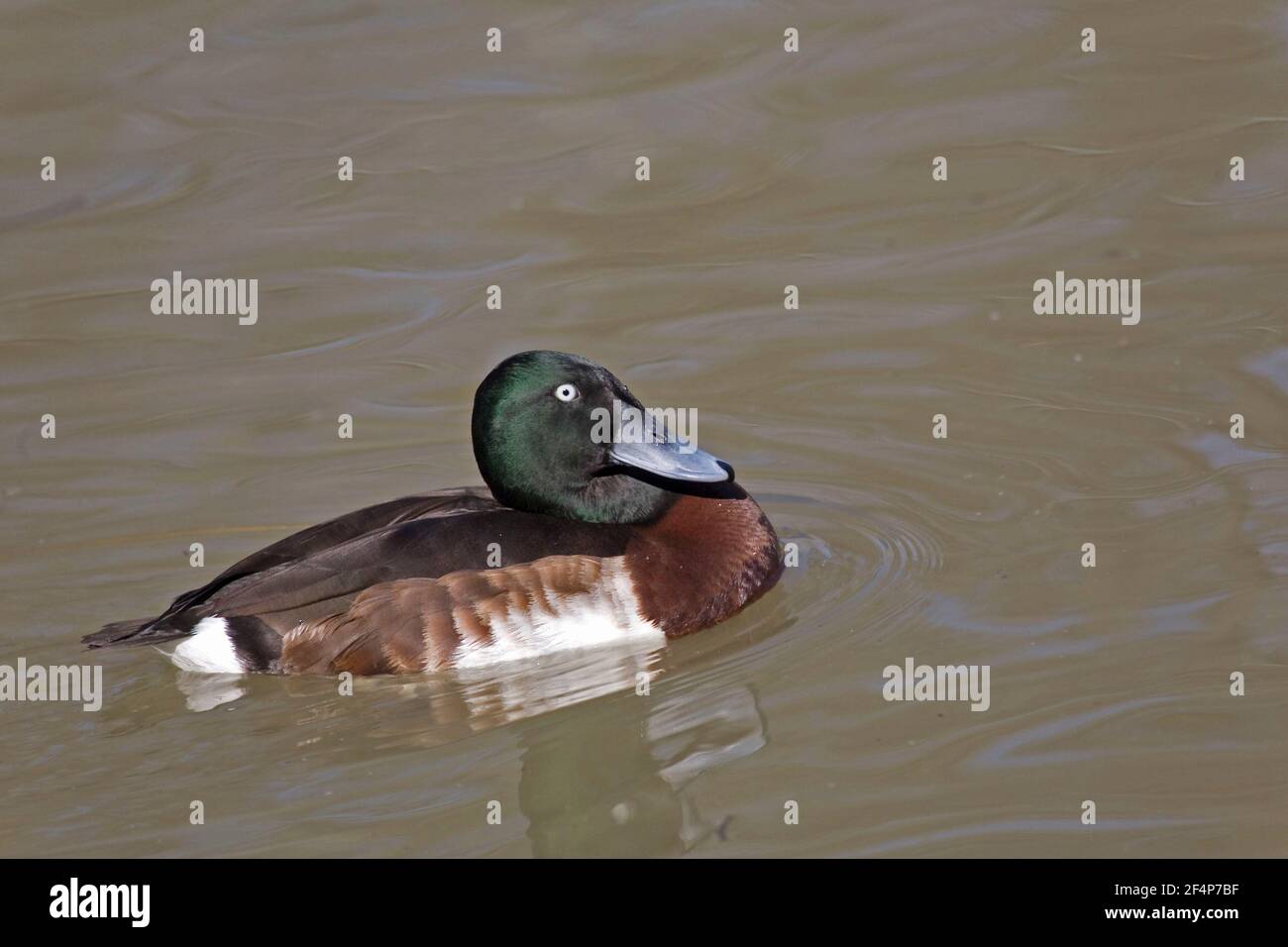 Baer’s pochard hi-res stock photography and images - Alamy