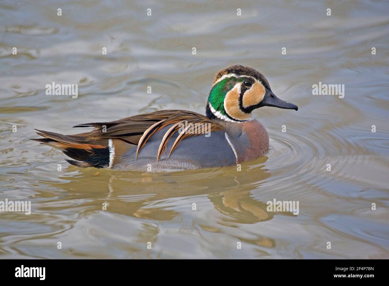 A Colorful male Baikal Teal, Anas formosa Stock Photo - Alamy