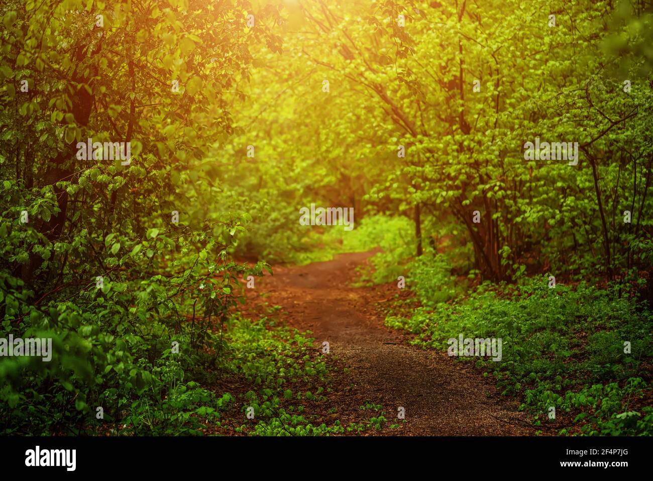 Summer green forest Stock Photo - Alamy