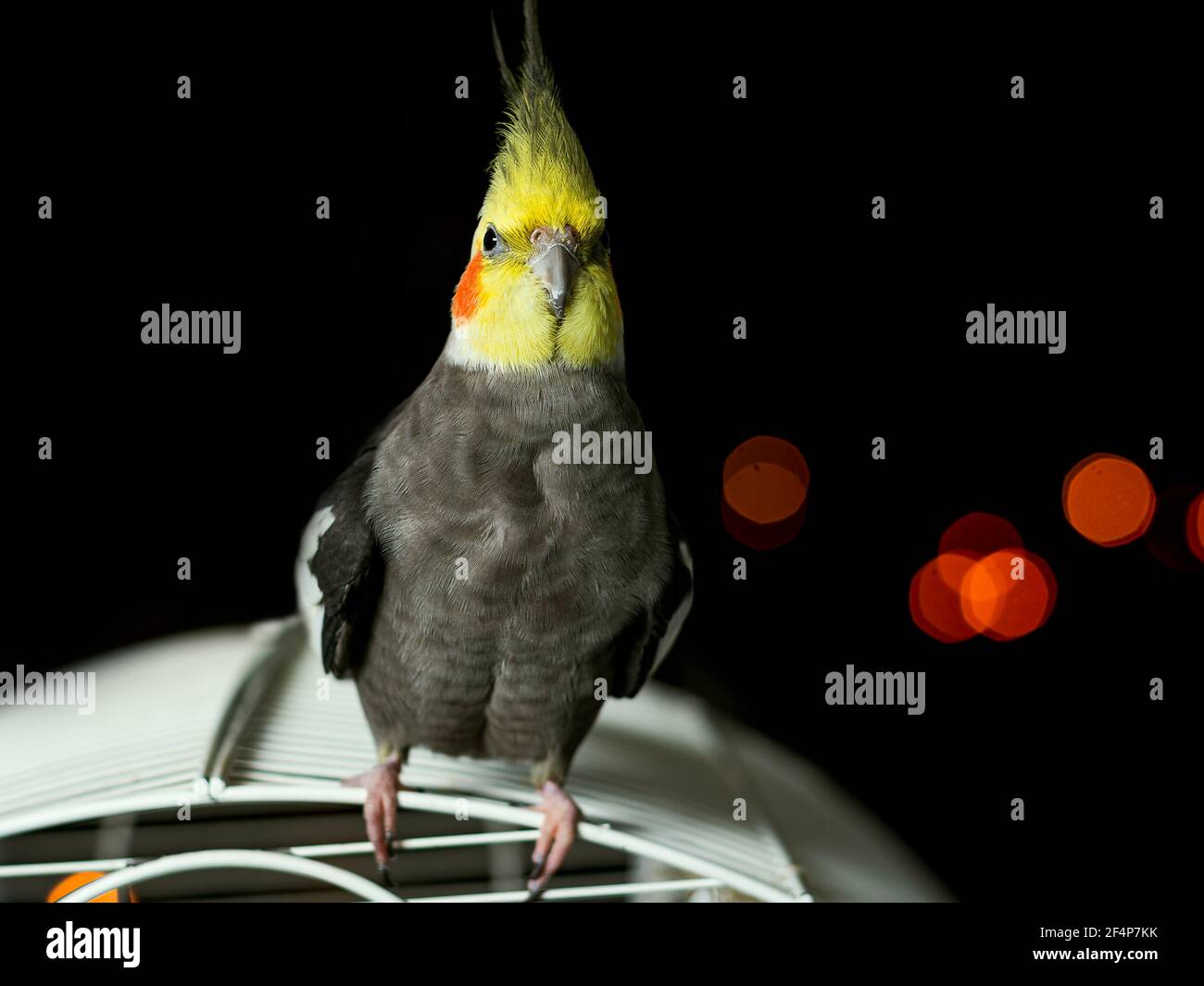 Bird named Nymph in its cage with a nice Bokeh in the background.The ...