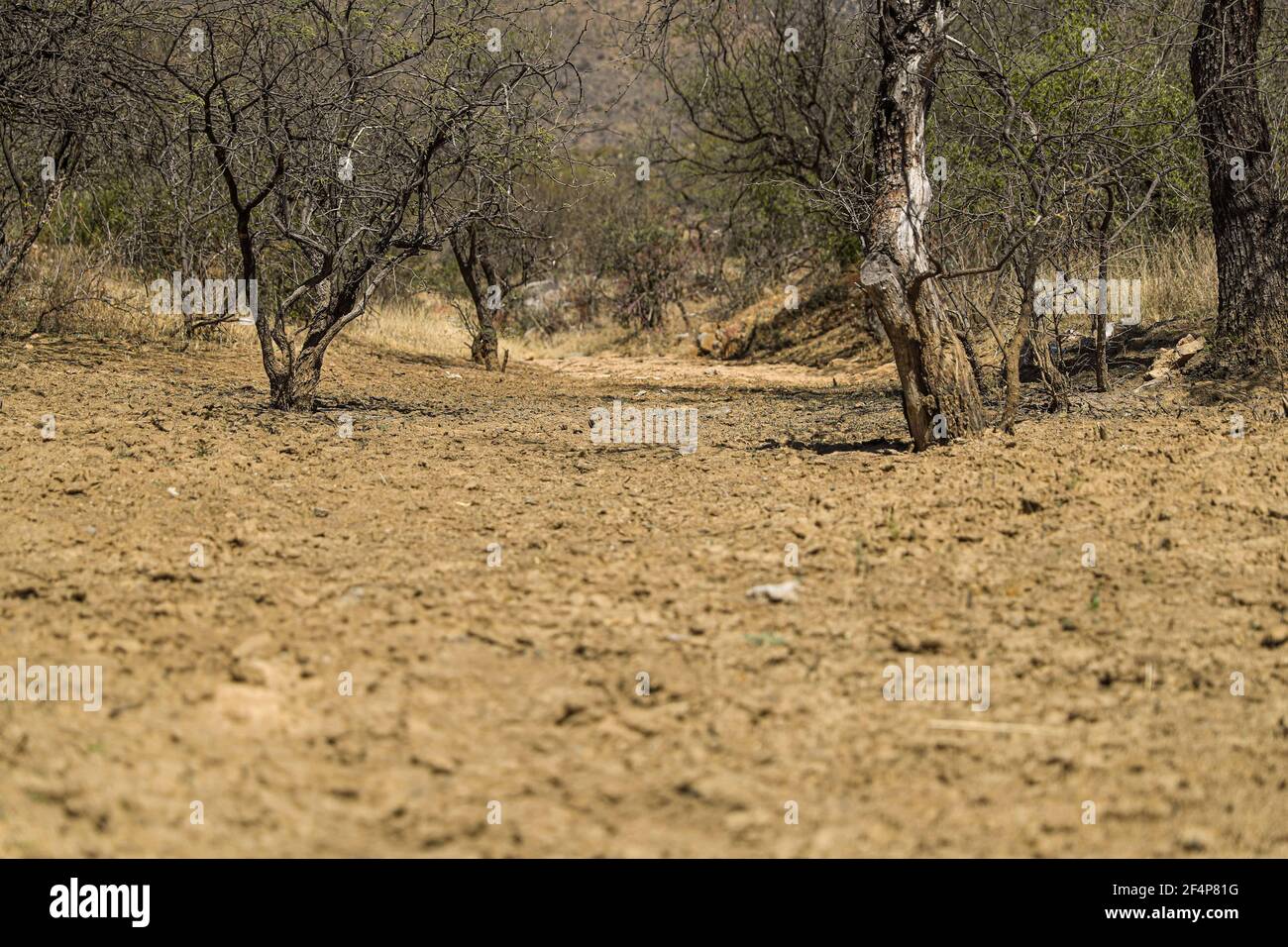 Cracked soil in the dry dam during extreme drought in the Sonoran ...