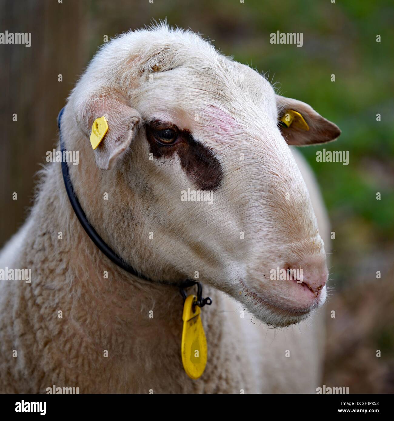 German landrace hi-res stock photography and images - Alamy