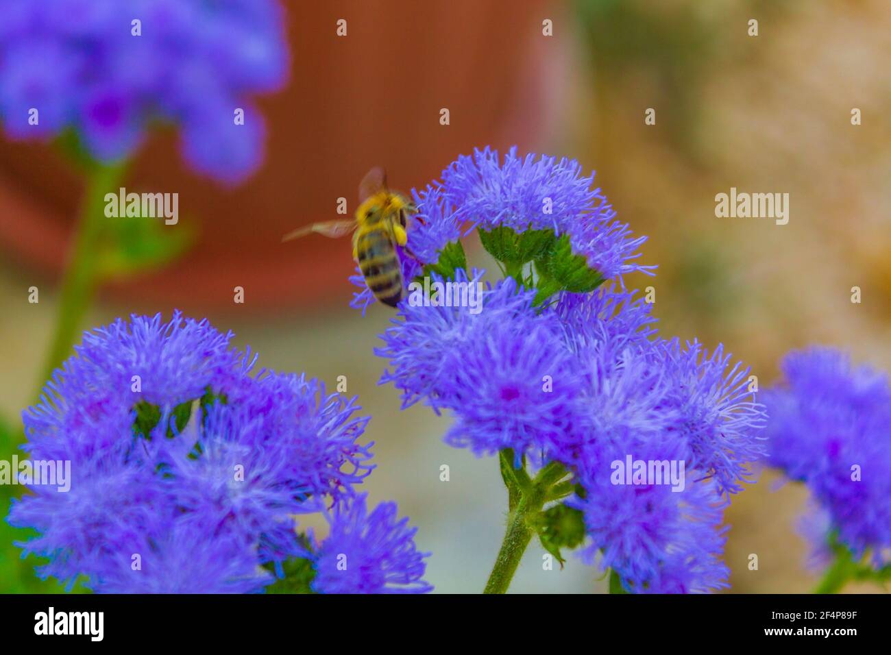 Honey Bees On Blue Flowers
