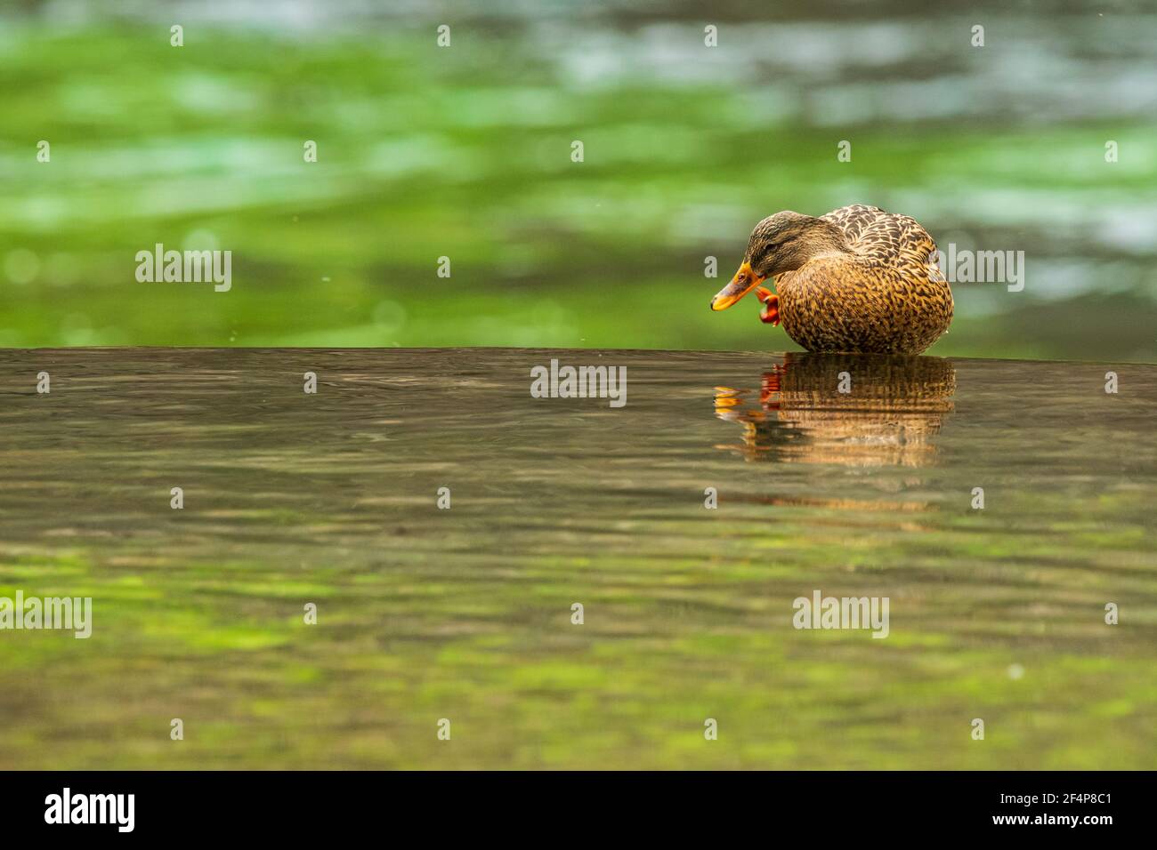 A female mallard duck stretching its leg Stock Photo - Alamy