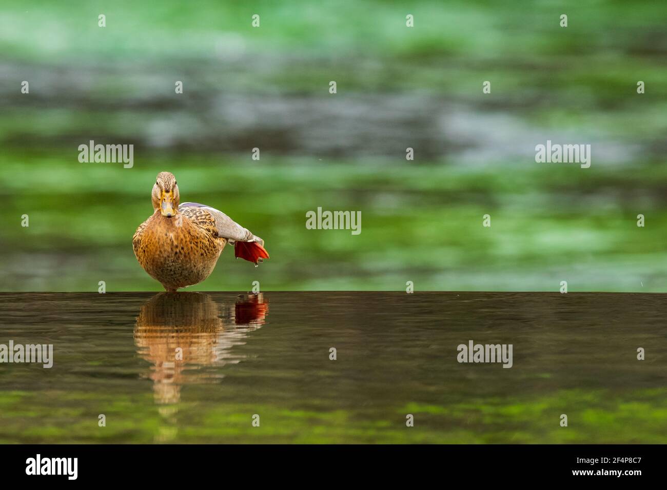 A female mallard duck stretching its leg Stock Photo - Alamy