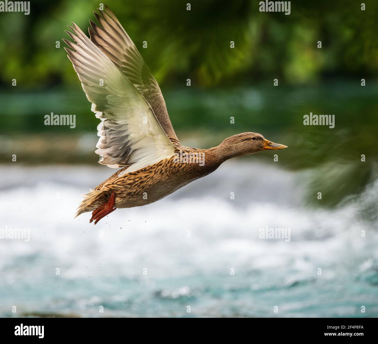A female mallard duck in flight Stock Photo - Alamy