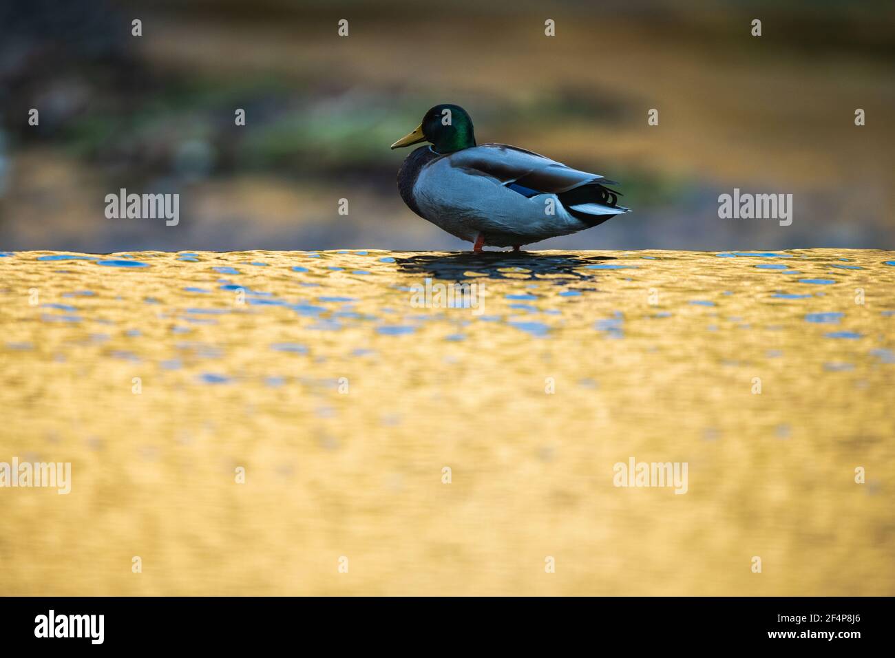 A male mallard duck resting Stock Photo - Alamy