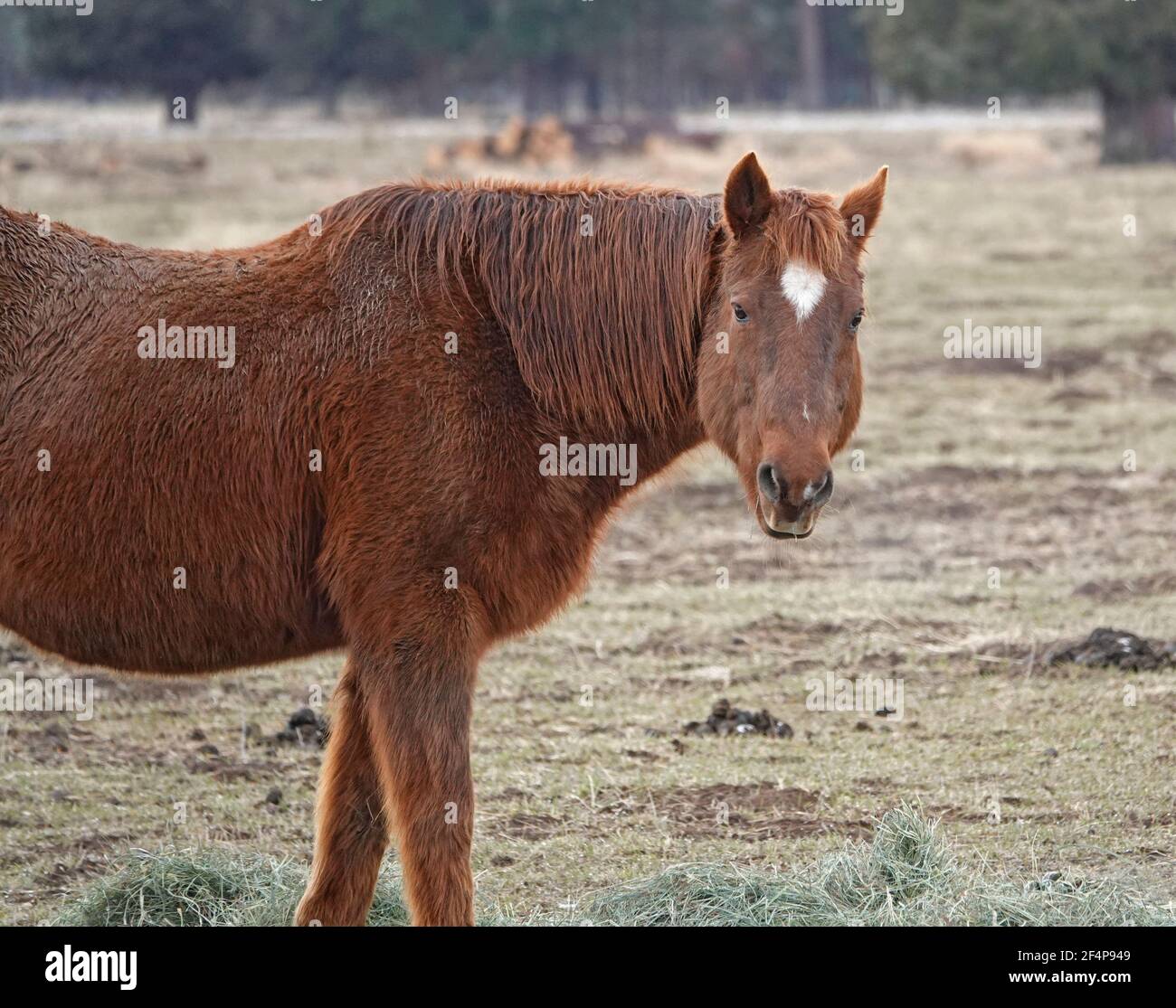 A beautiful bay horse in it's winter coat feeds on alfalfa in a ranch ...