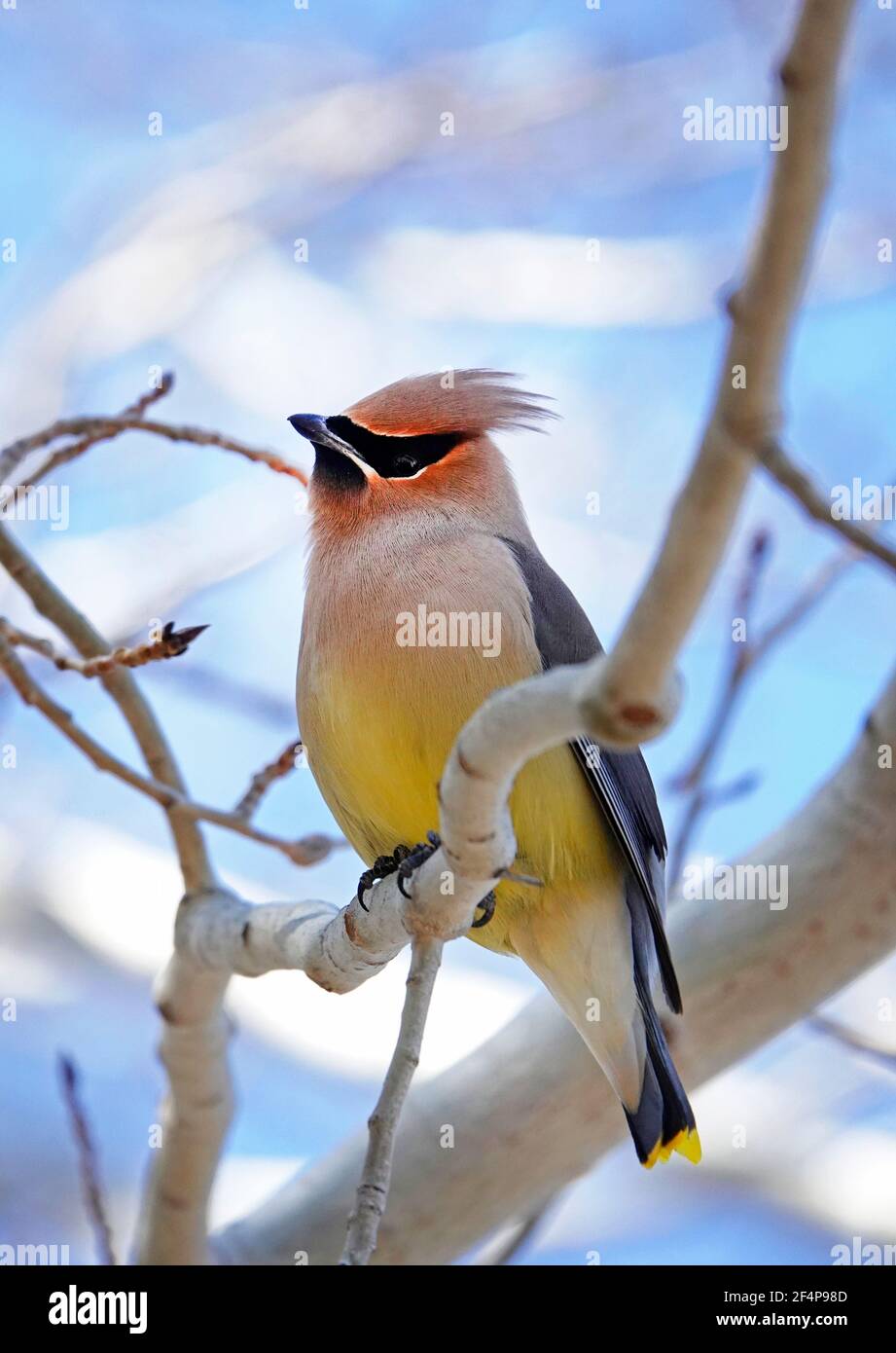 Waxwing bird hi-res stock photography and images - Alamy