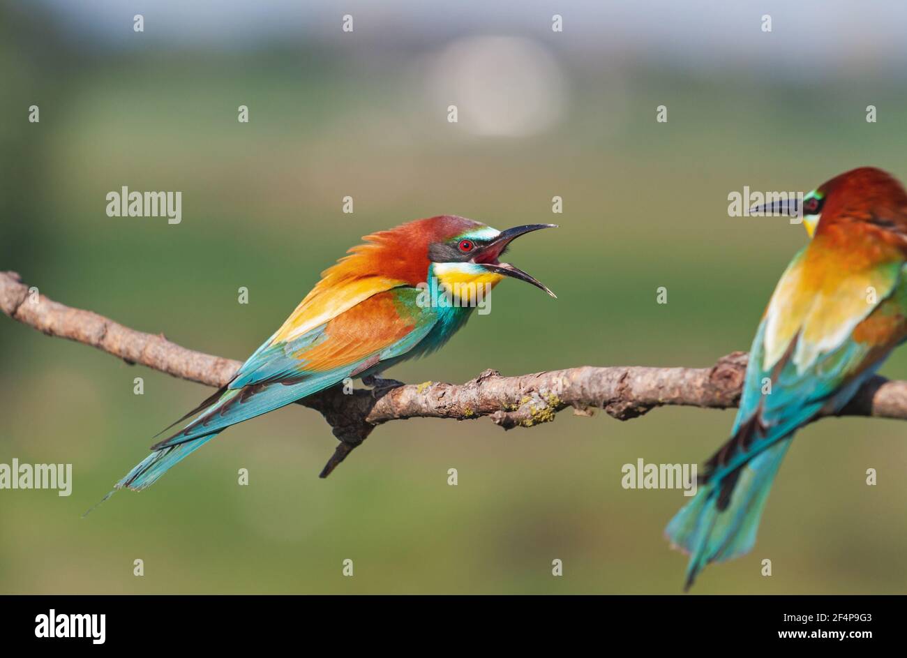 Quarrel horizontal hi-res stock photography and images - Alamy