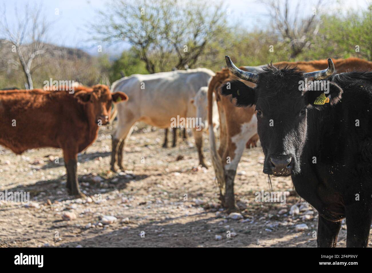 Cows and calves in pasture of the Tonibabi ranch, Ejido Tonibabi in the ...