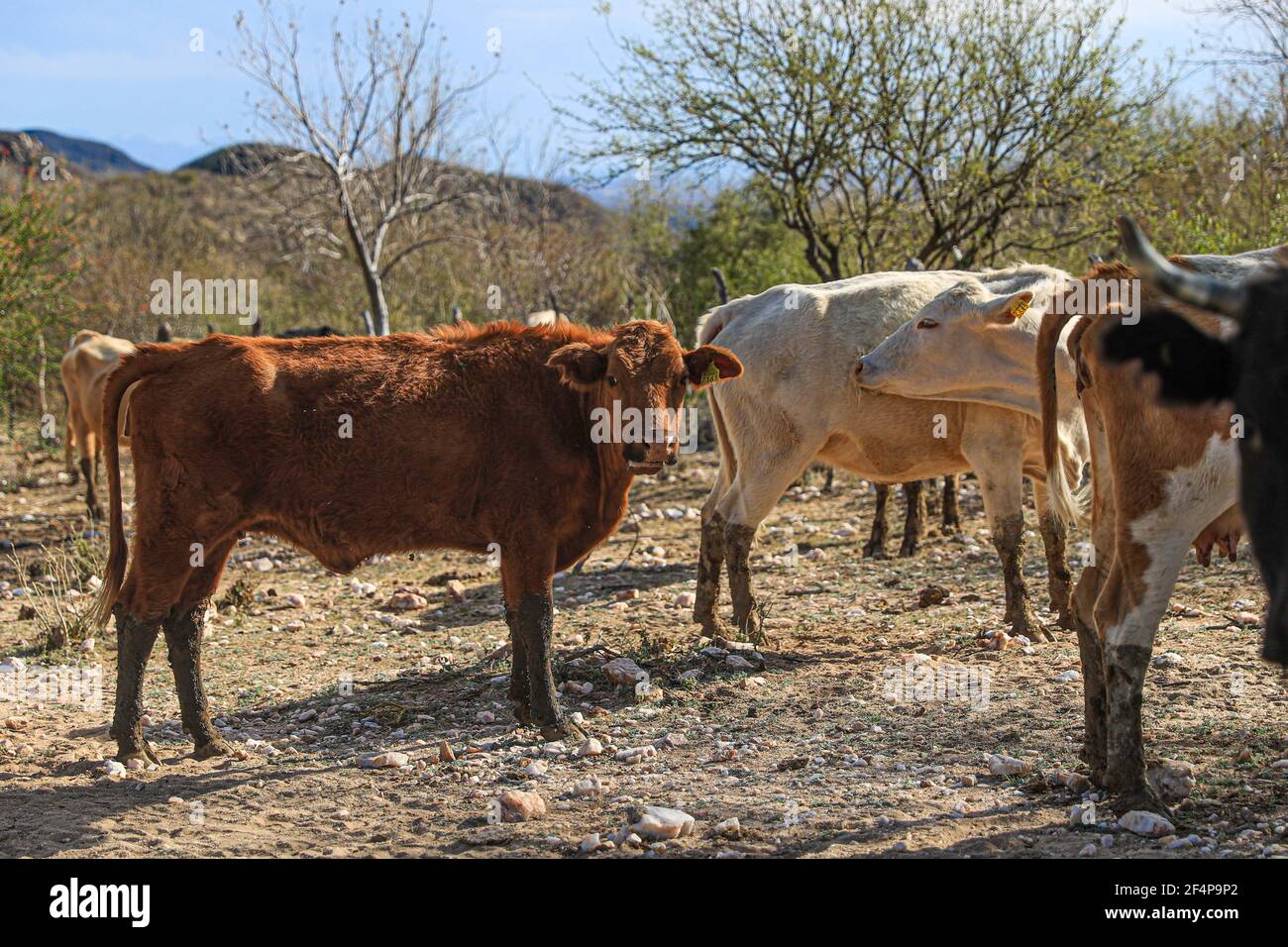 Cows and calves in pasture of the Tonibabi ranch, Ejido Tonibabi in the ...