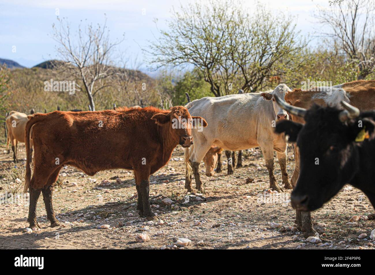 Cows and calves in pasture of the Tonibabi ranch, Ejido Tonibabi in the ...