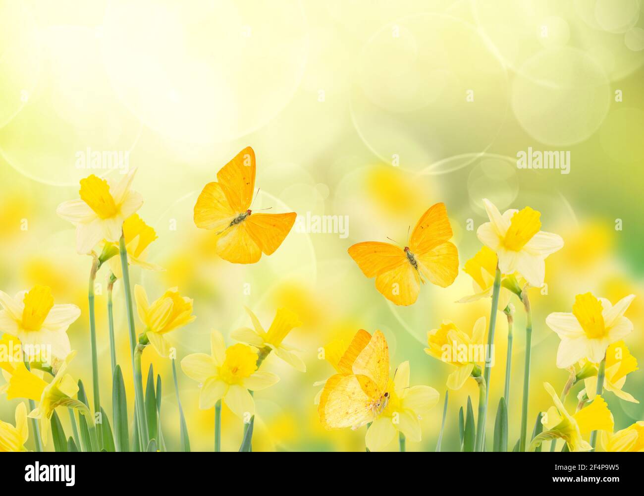 spring growing daffodils in garden Stock Photo - Alamy