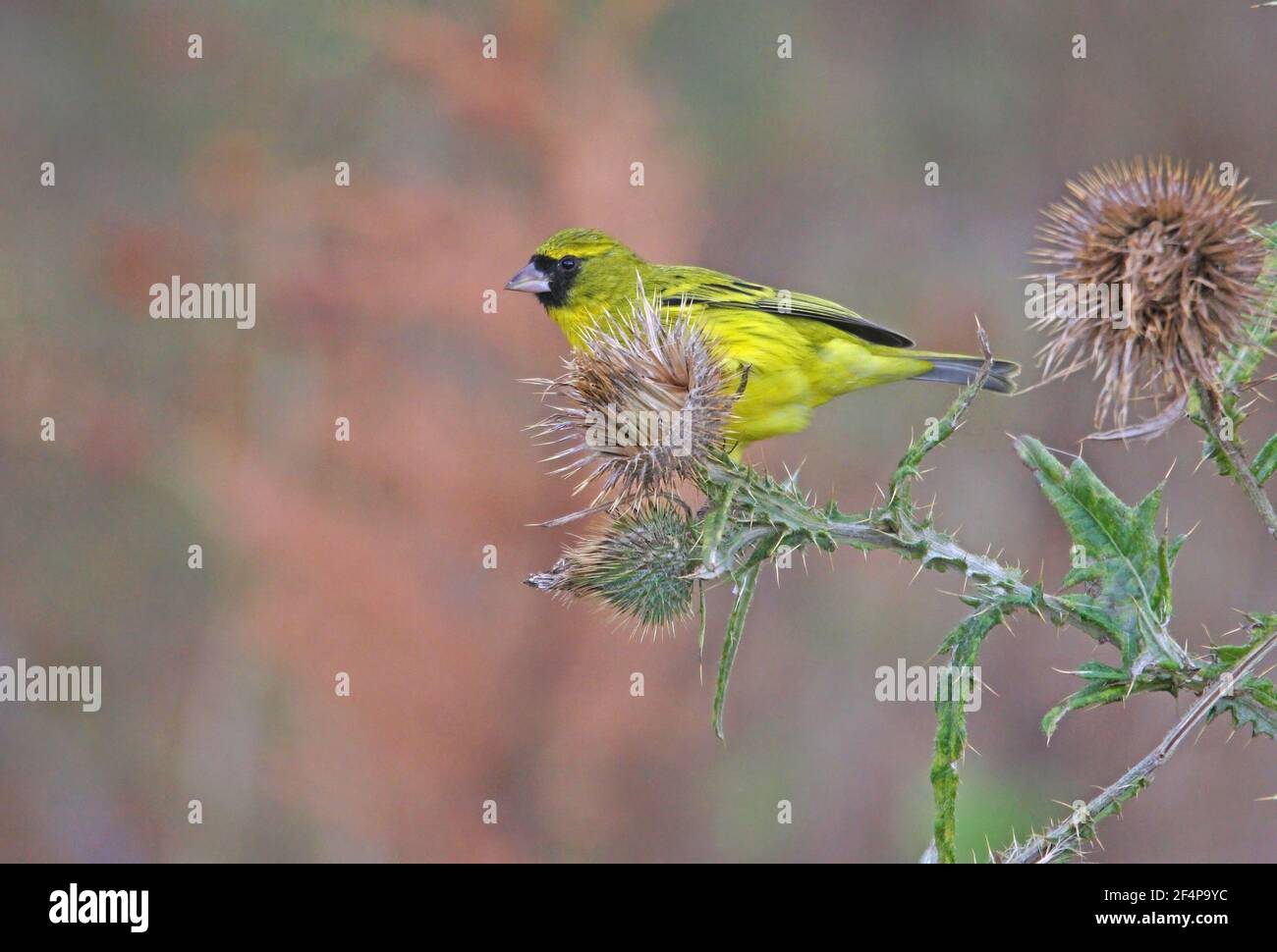 African citril serinus citrinelloides adult male hi-res stock ...