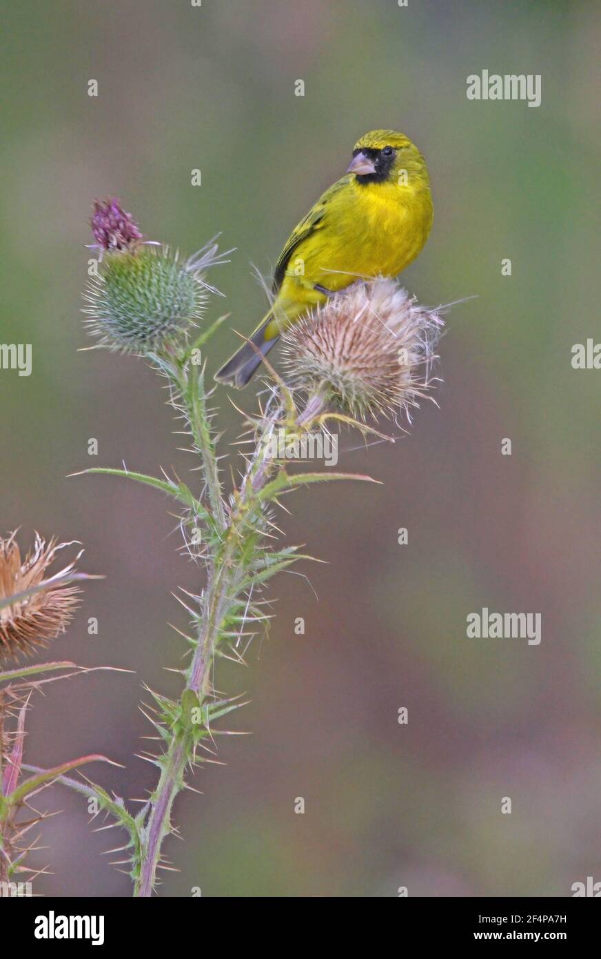 Serinus citrinelloides hi-res stock photography and images - Alamy