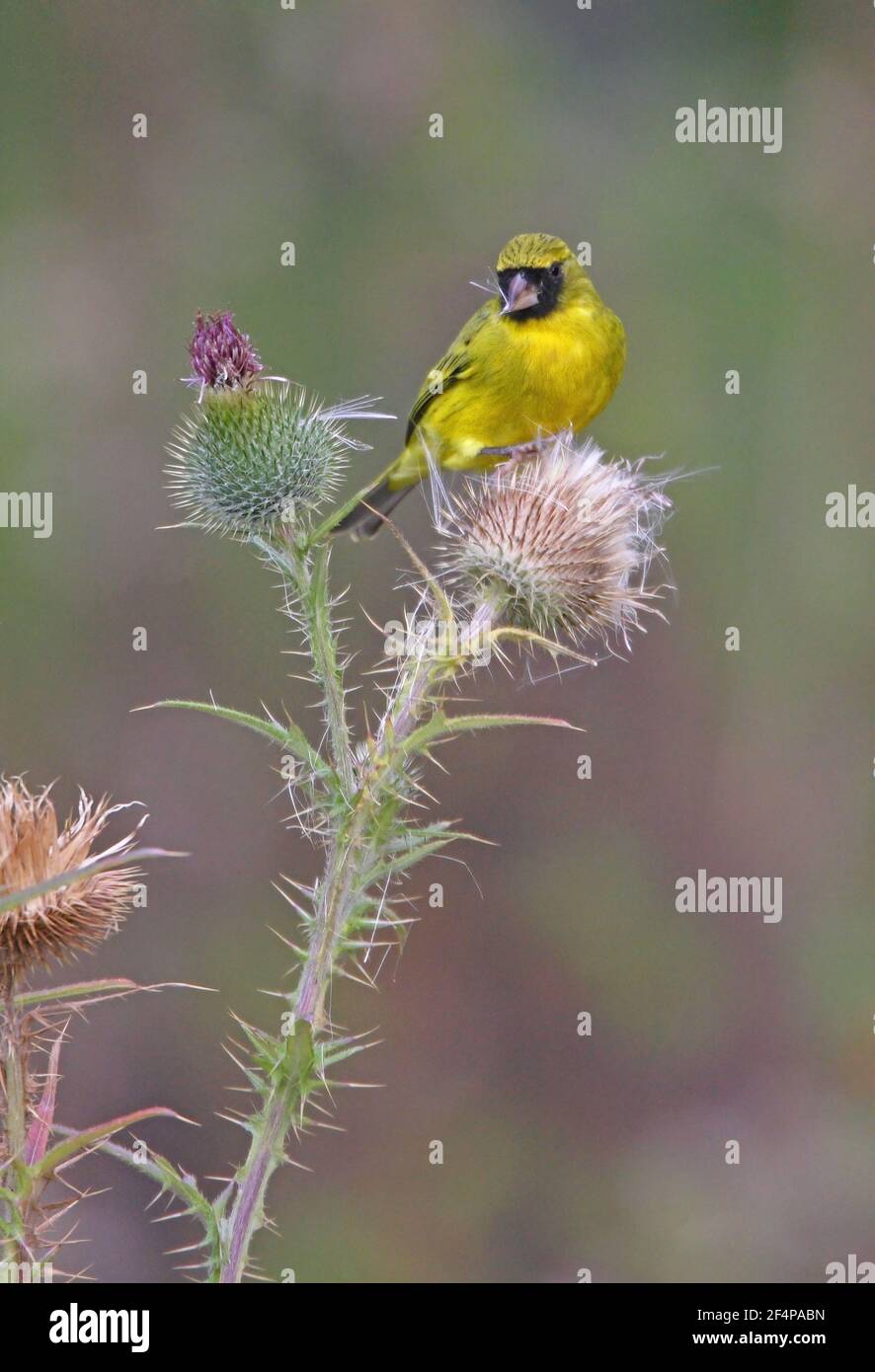 Abyssinian Citril (Crithagra citrinelloides citrinelloides) male ...