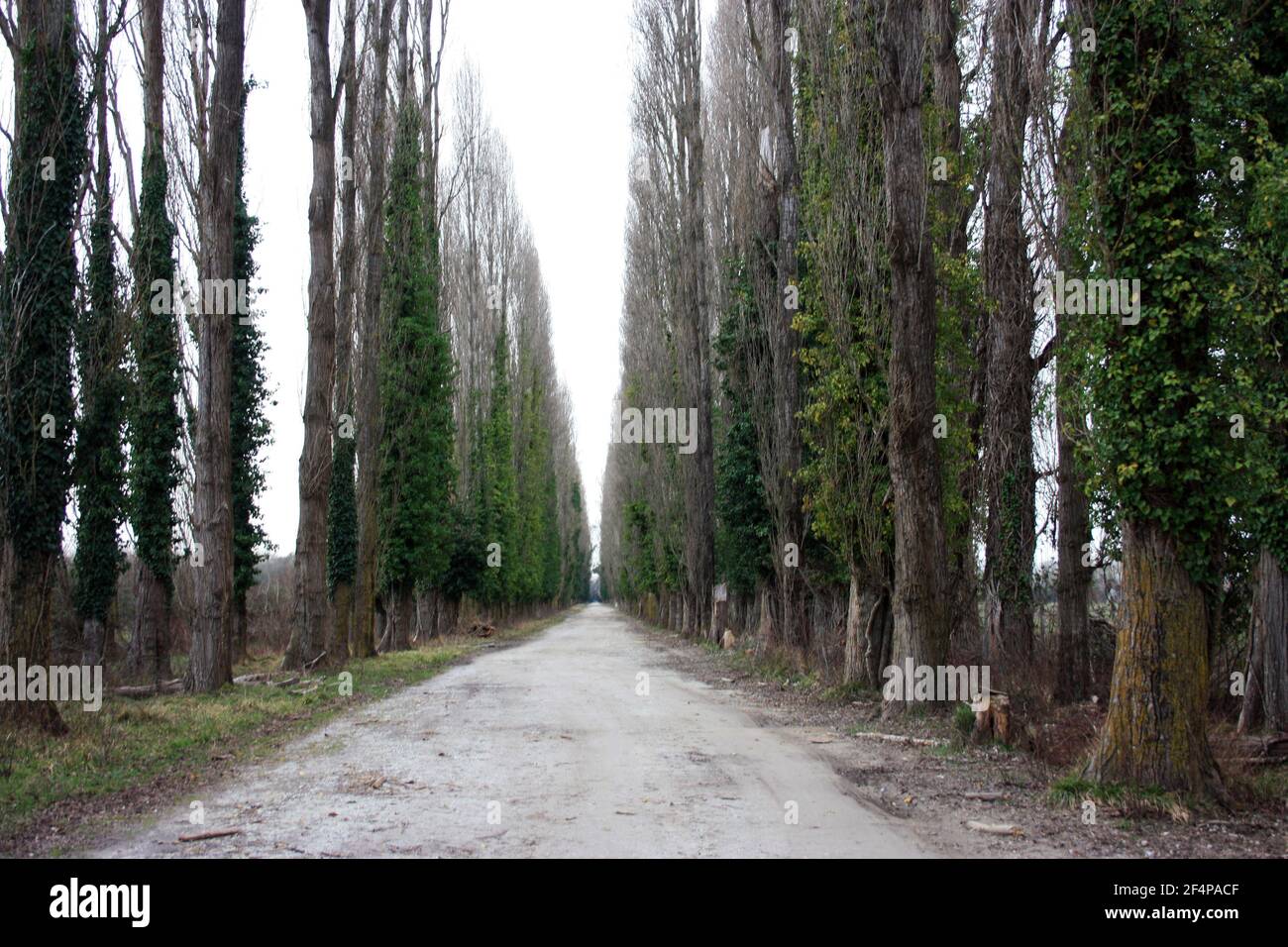 Path footpath ash tree trees hi-res stock photography and images - Alamy